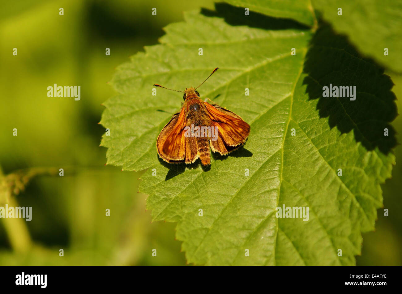 Skipper Antenna High Resolution Stock Photography and Images - Alamy
