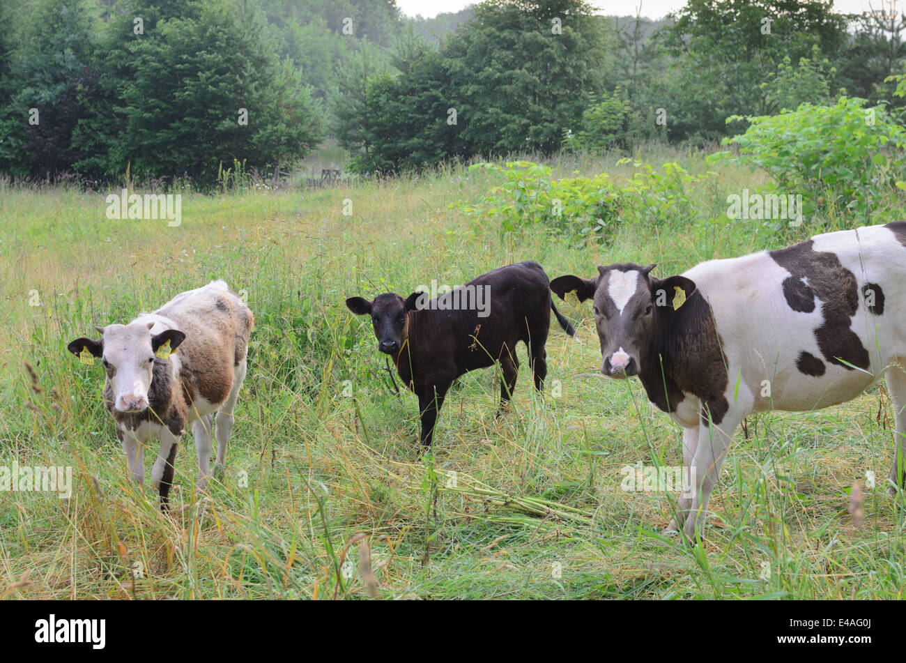 Three cows grazing on field hi-res stock photography and images - Alamy