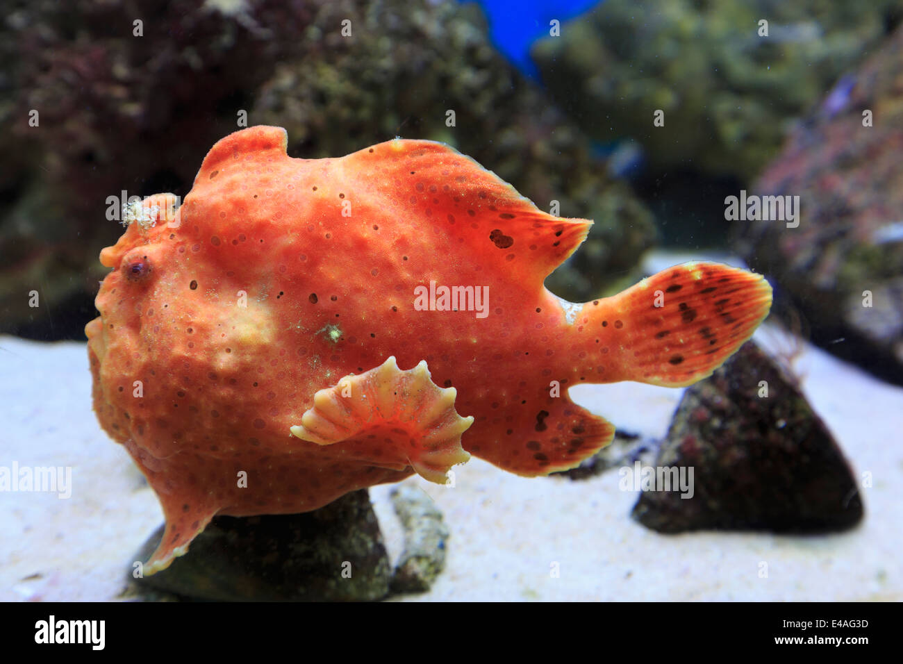 Angel Fish in the National Oceanographic Museum of Vietnam,Nha Trang ...