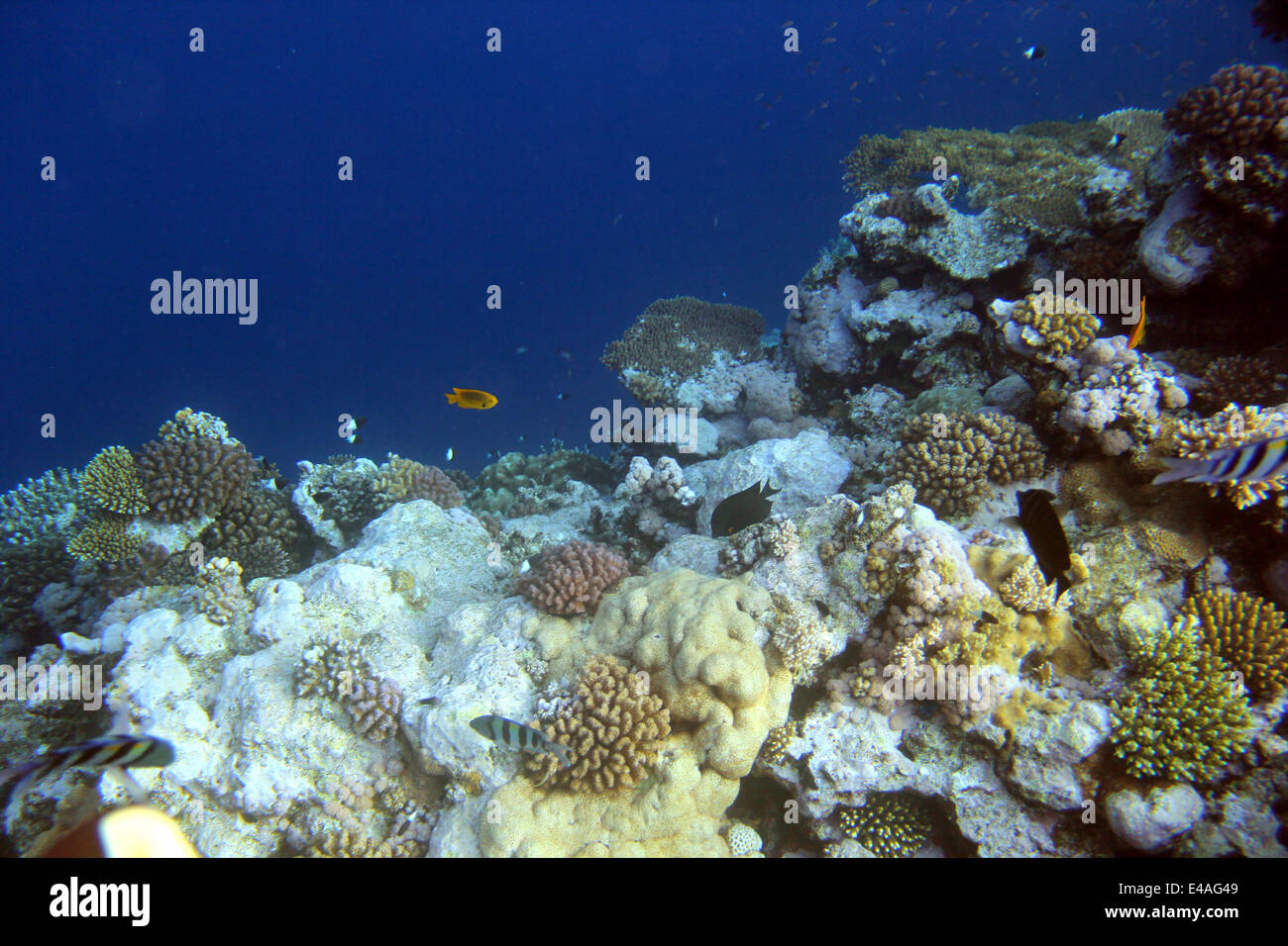 Underwater shooting fish hi-res stock photography and images - Alamy