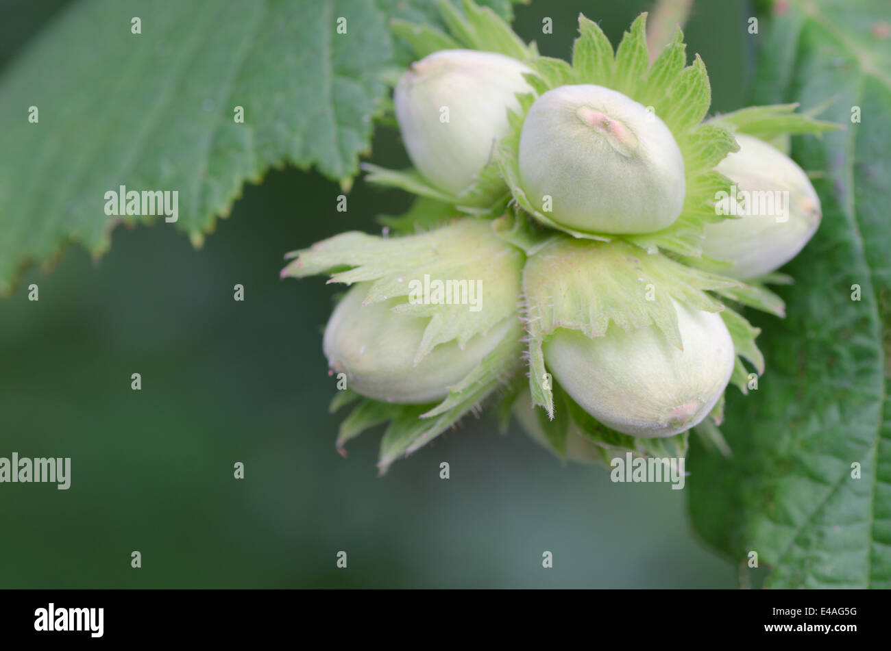 hazelnuts on hazelnuts tree branch Stock Photo - Alamy