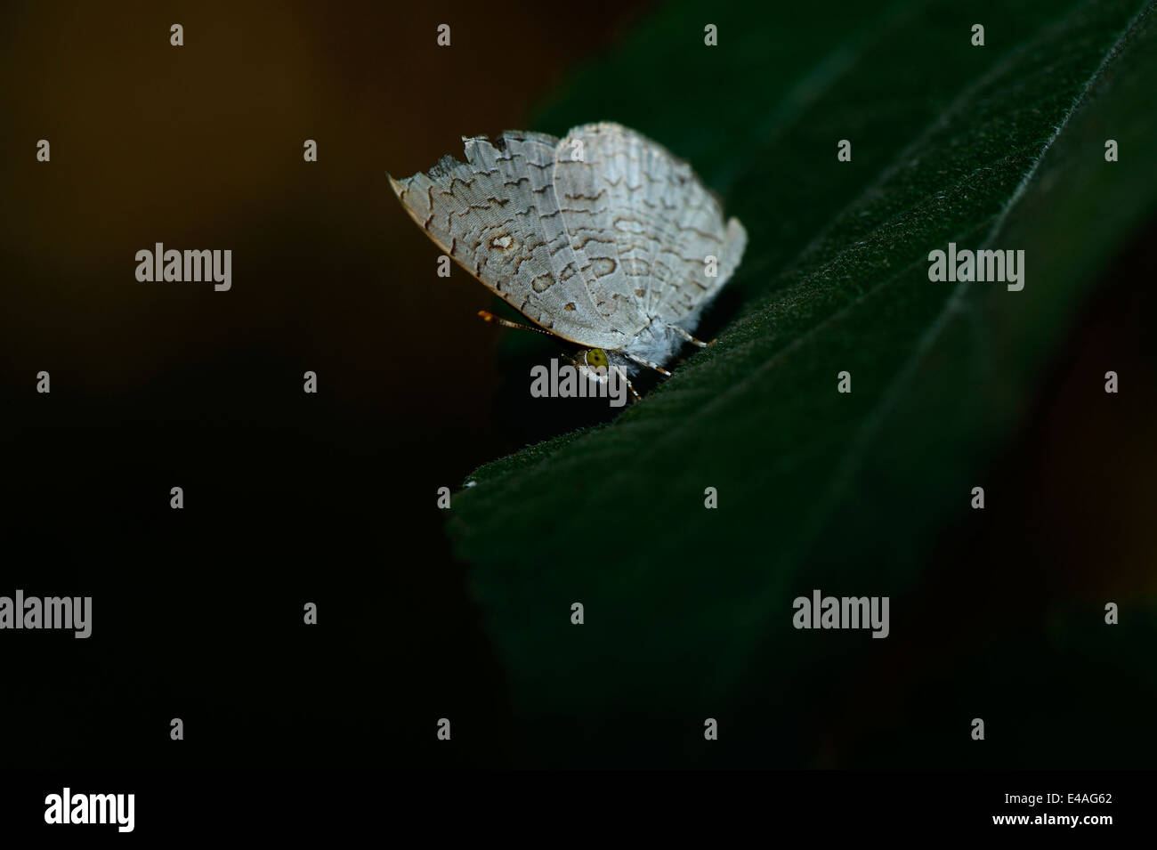 Common baron butterfly hi-res stock photography and images - Alamy
