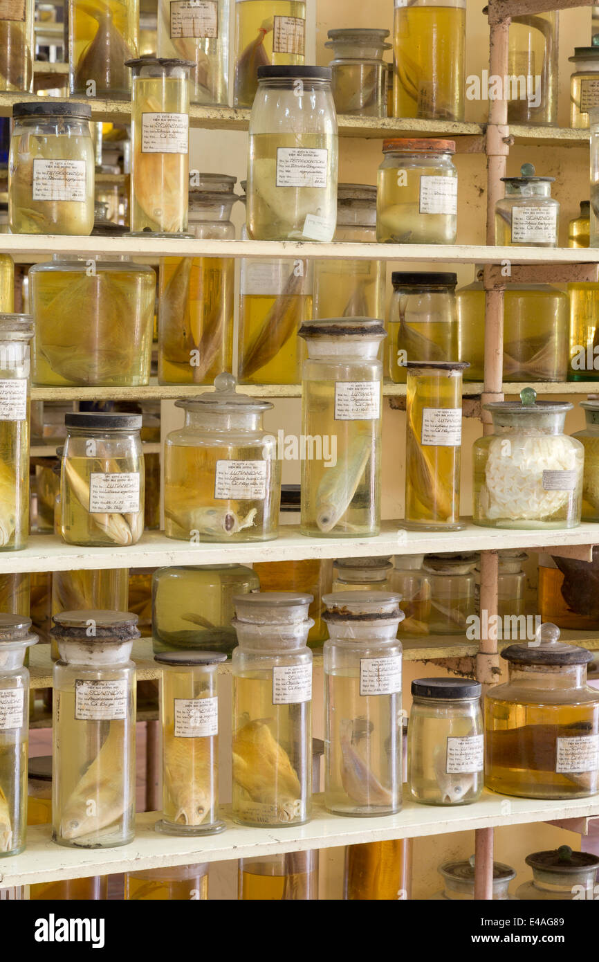 Specimen jars museum of hi-res stock photography and images - Alamy