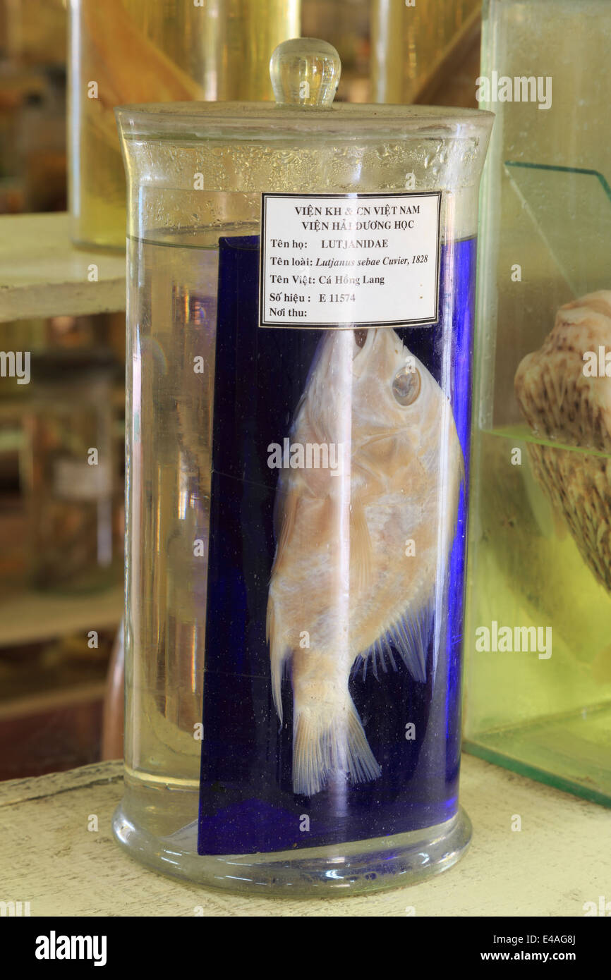 Specimen jars museum of hi-res stock photography and images - Alamy