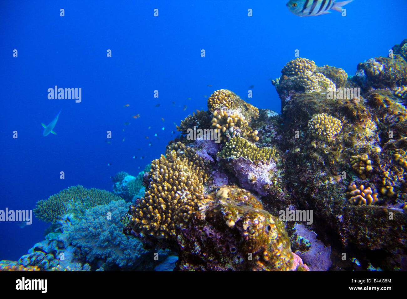 underwater shooting coral reef with tropical fish Stock Photo - Alamy