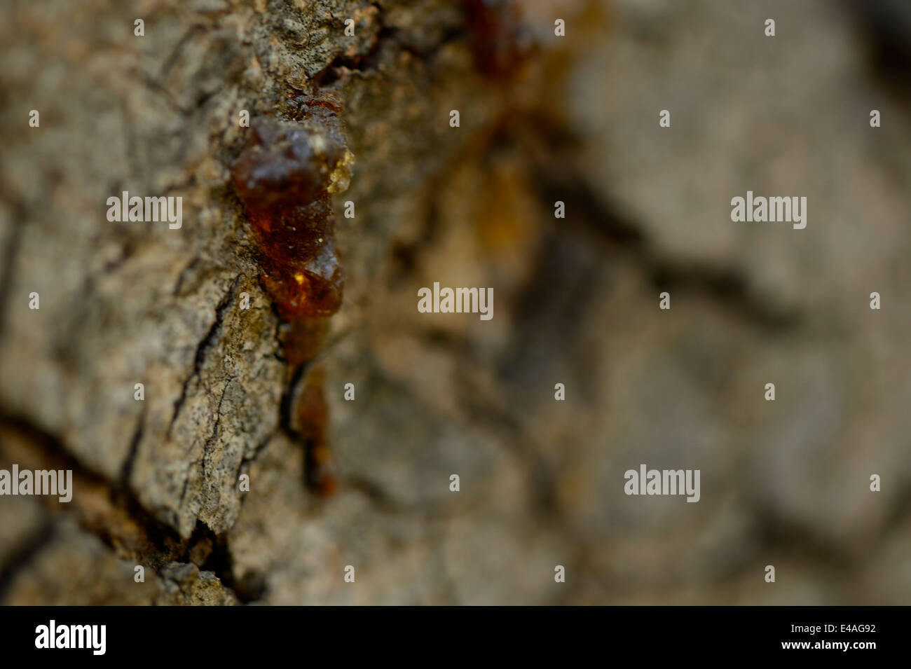 Gum from the tree hi-res stock photography and images - Alamy