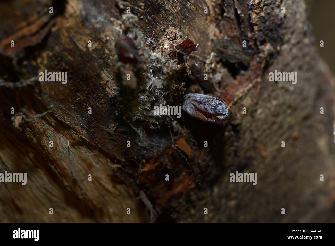 Dead caterpillar hi-res stock photography and images - Alamy