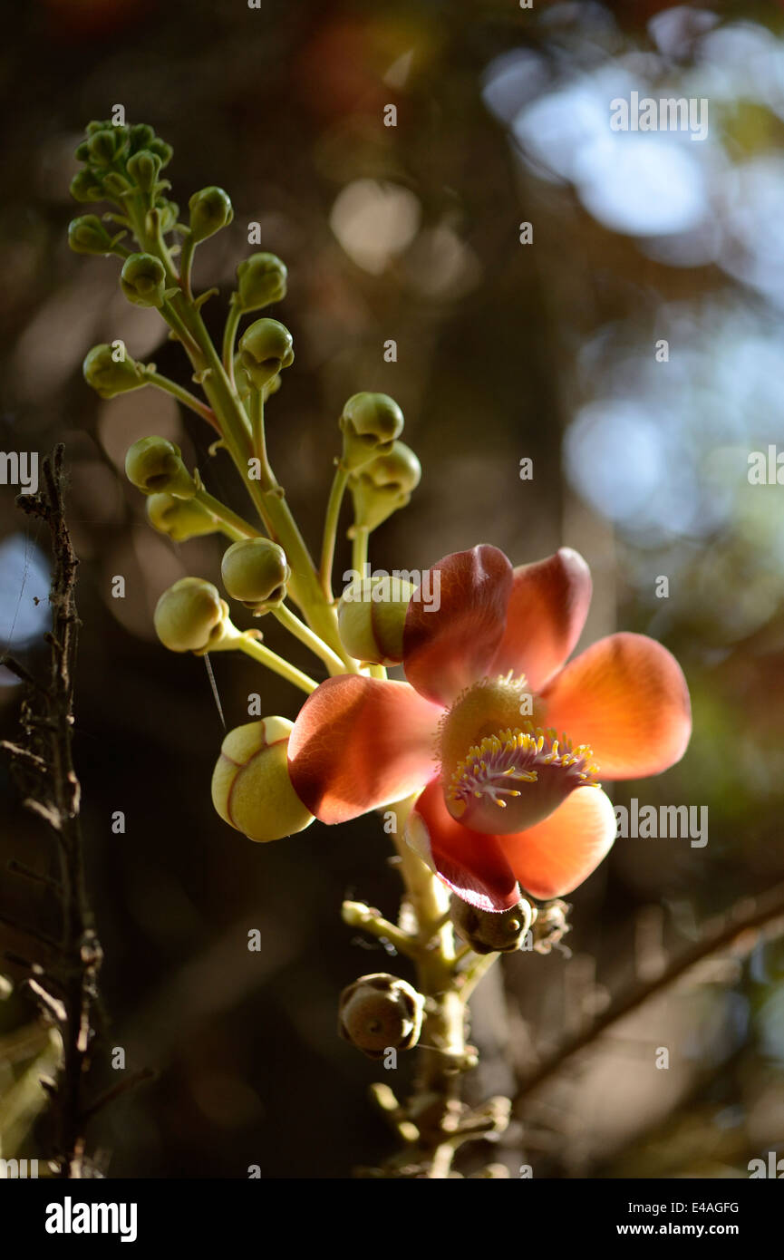 Cannonball tree fruit in hi-res stock photography and images - Alamy