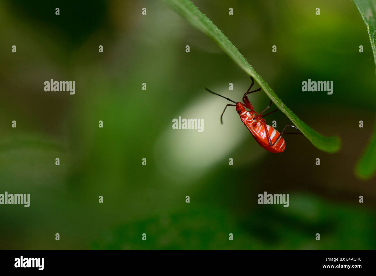 Bug infestations hi-res stock photography and images - Alamy