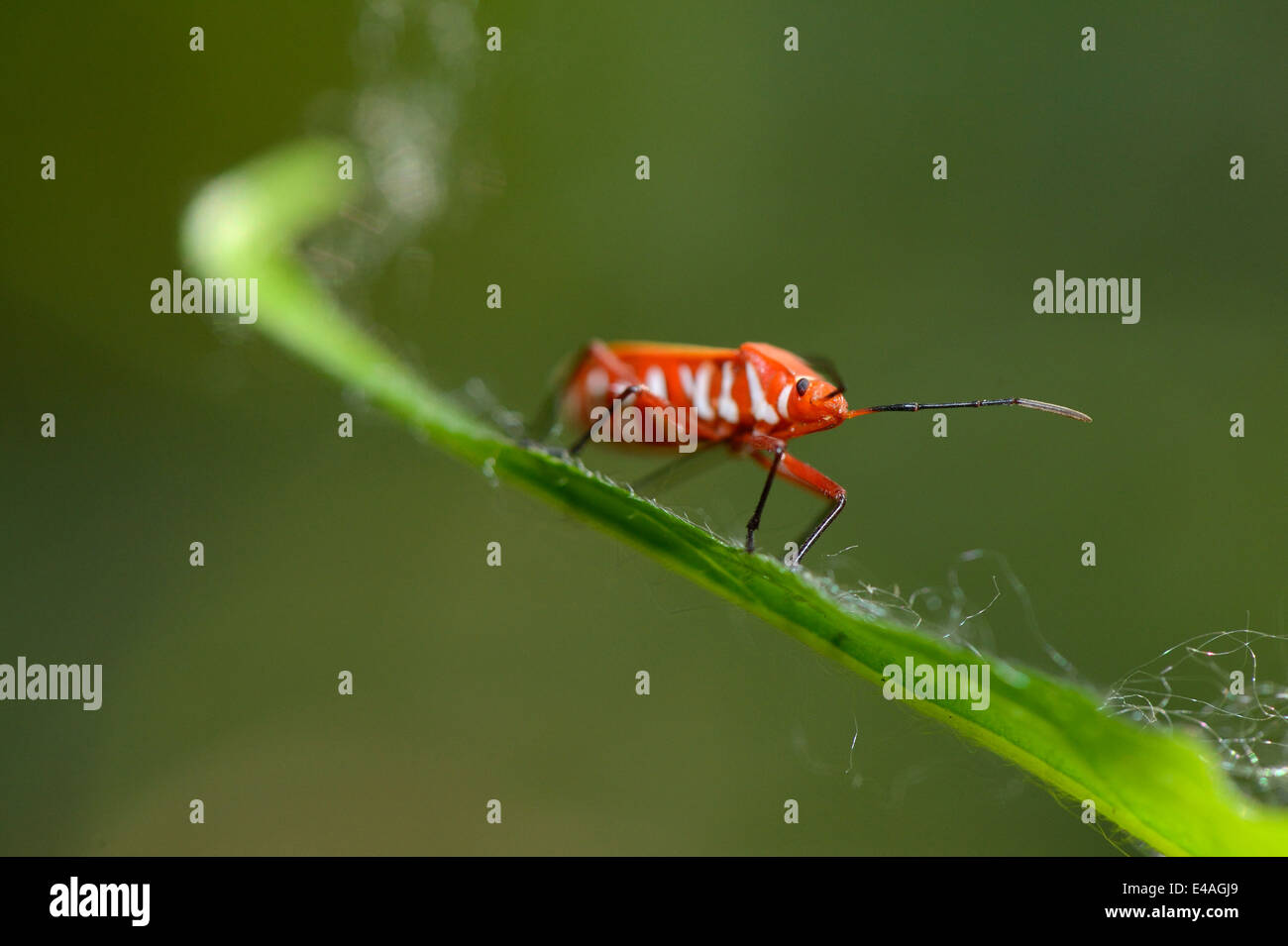 Cotton stainer hi-res stock photography and images - Alamy