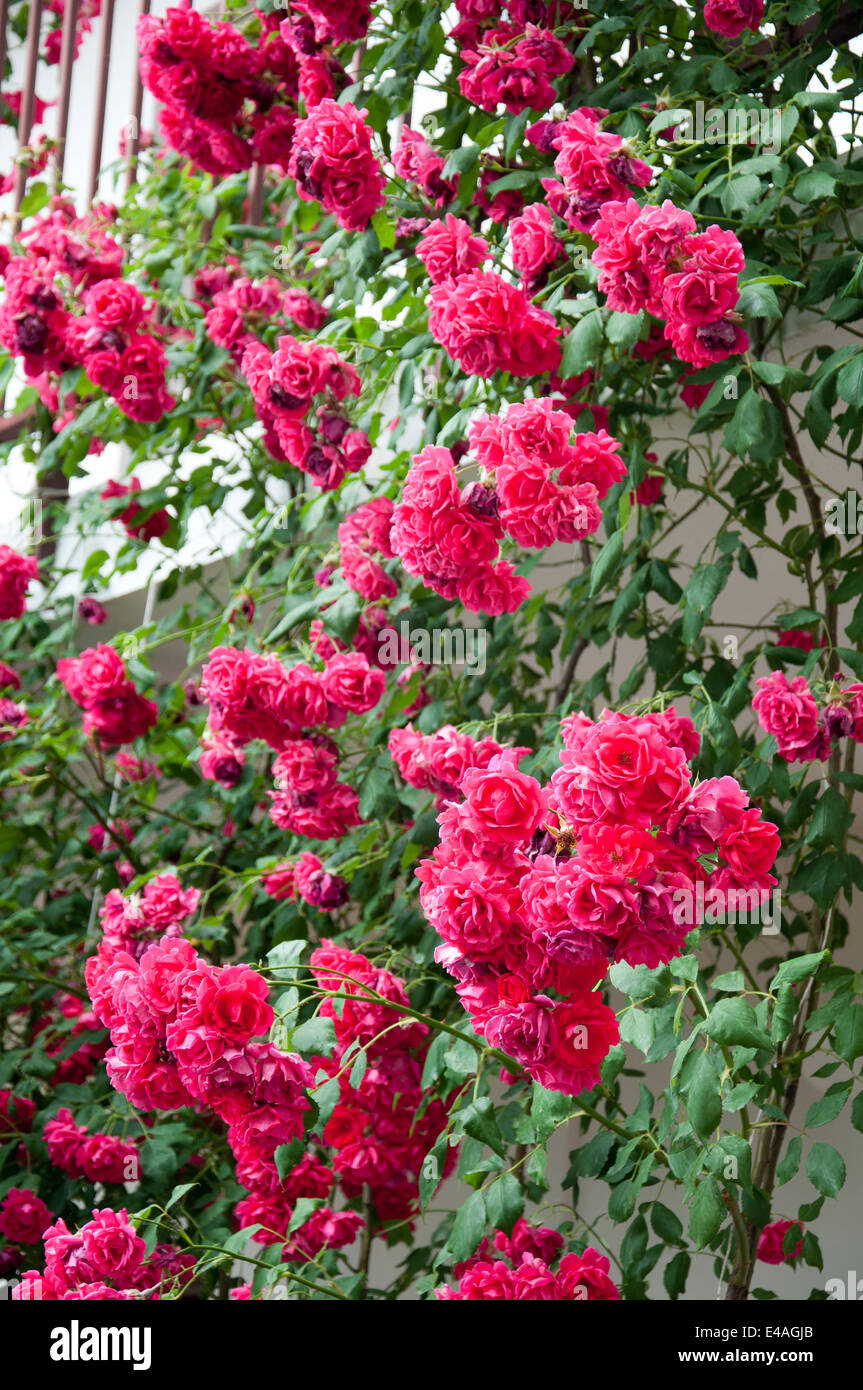 bed flowerbed flowers rose pink flower landscape design house cottage ...