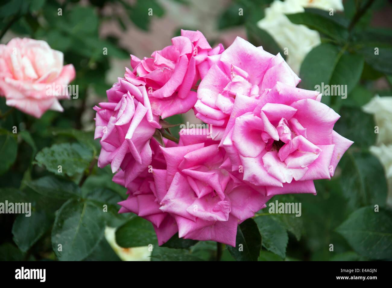 bed flowerbed flowers rose pink flower landscape design house cottage ...