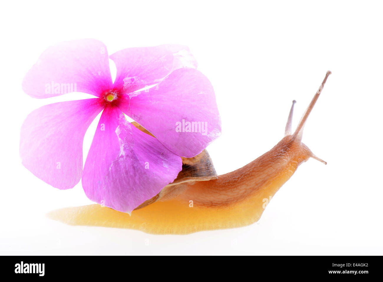 Snail with a purple flower on a white background Stock Photo - Alamy