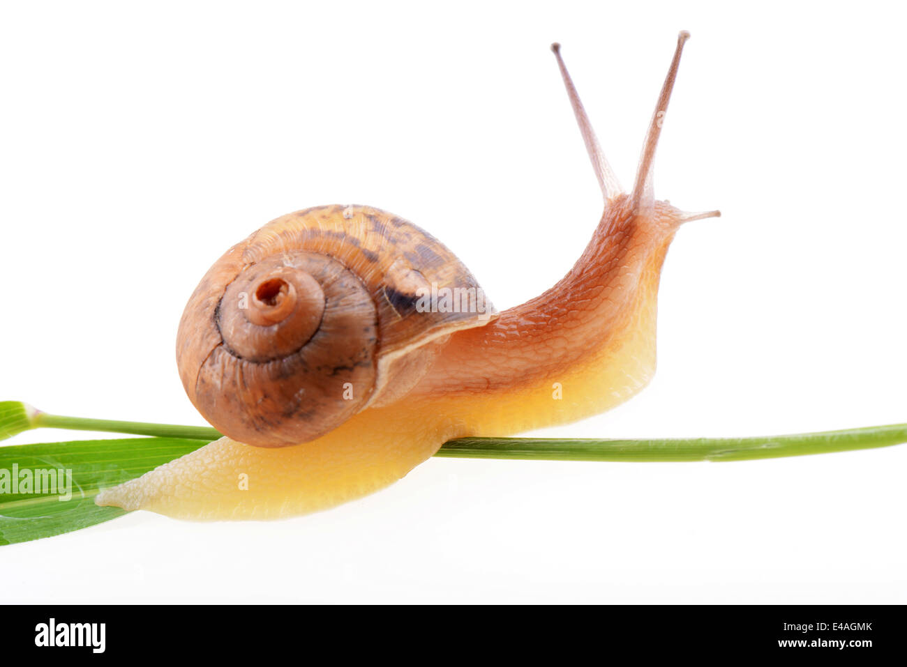 Grass slippery Cut Out Stock Images & Pictures - Alamy