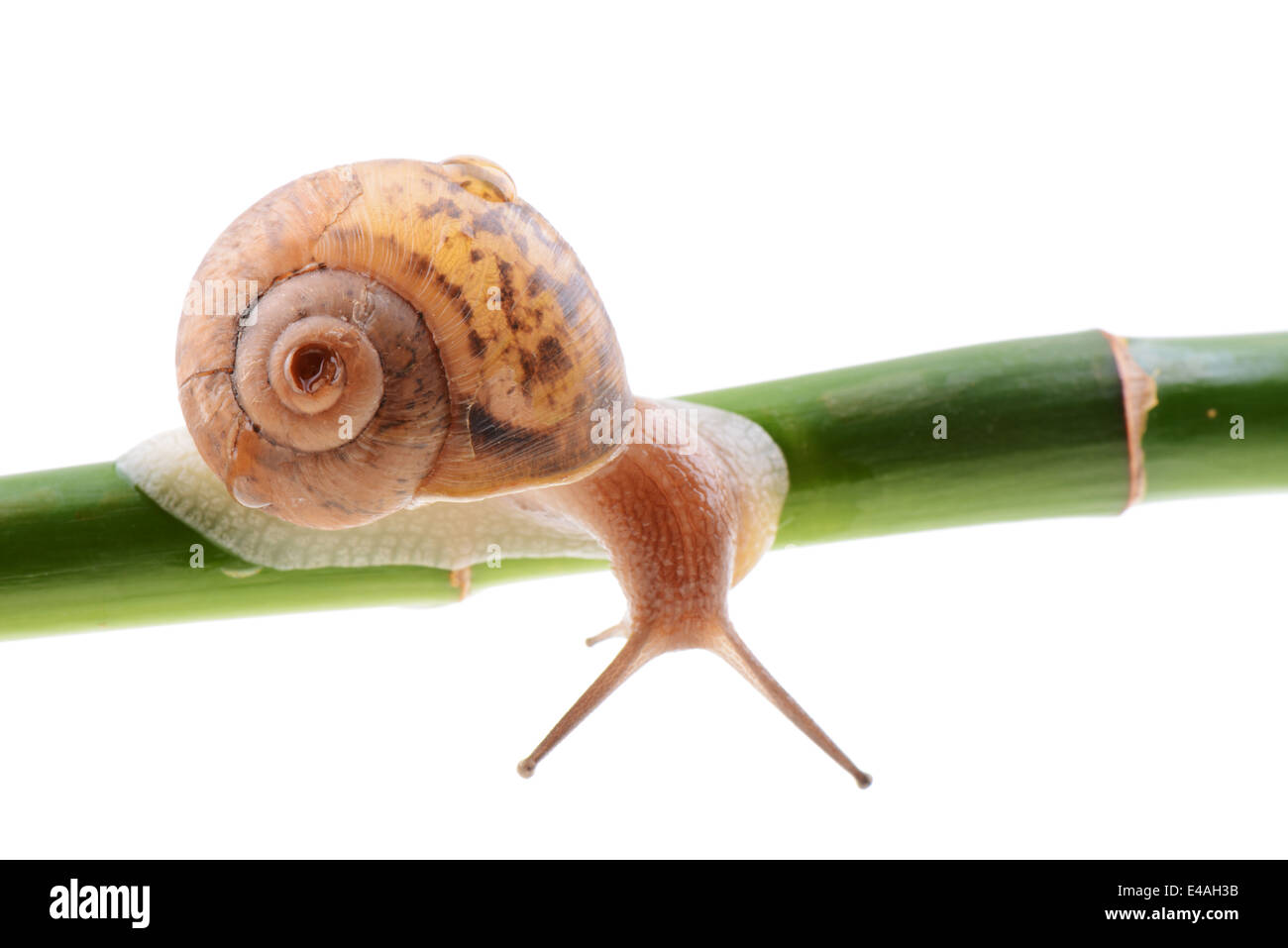 Bamboo pest hi-res stock photography and images - Alamy