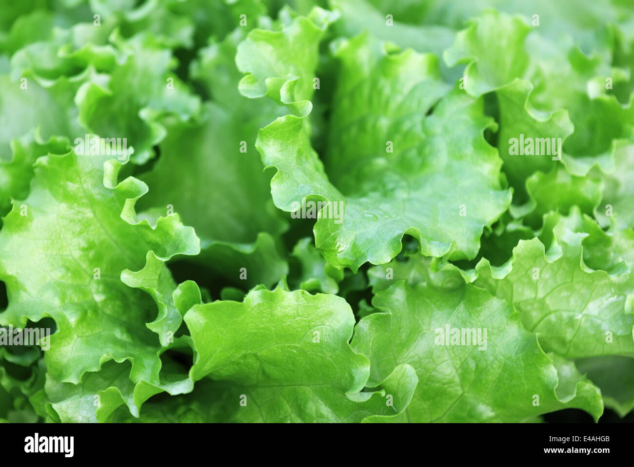 Fresh Green Lettuce making background Stock Photo - Alamy