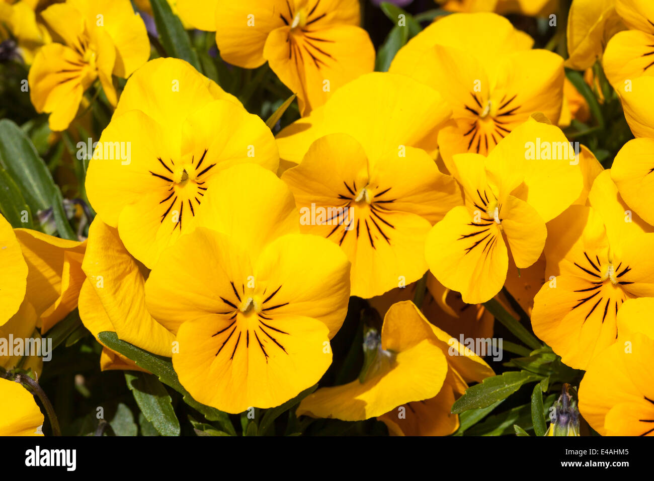 Viola Yellow Perfection