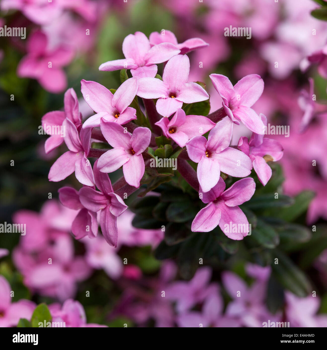 Germany, Garland flower, Daphne cneorum Stock Photo - Alamy