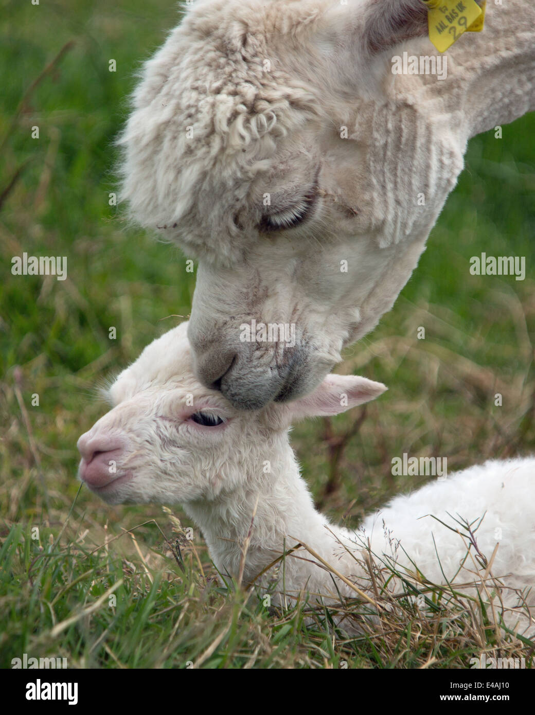 Newborn Alpacas (Crias) enjoying their first hours of life Stock Photo ...