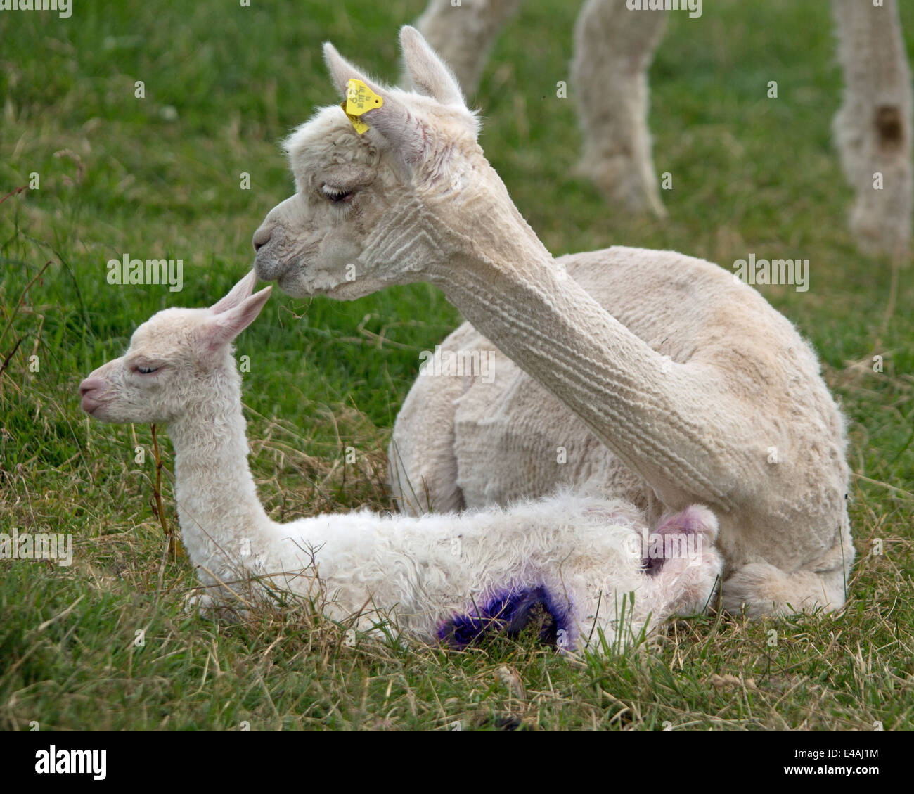 Alpaca Crias High Resolution Stock Photography and Images - Alamy