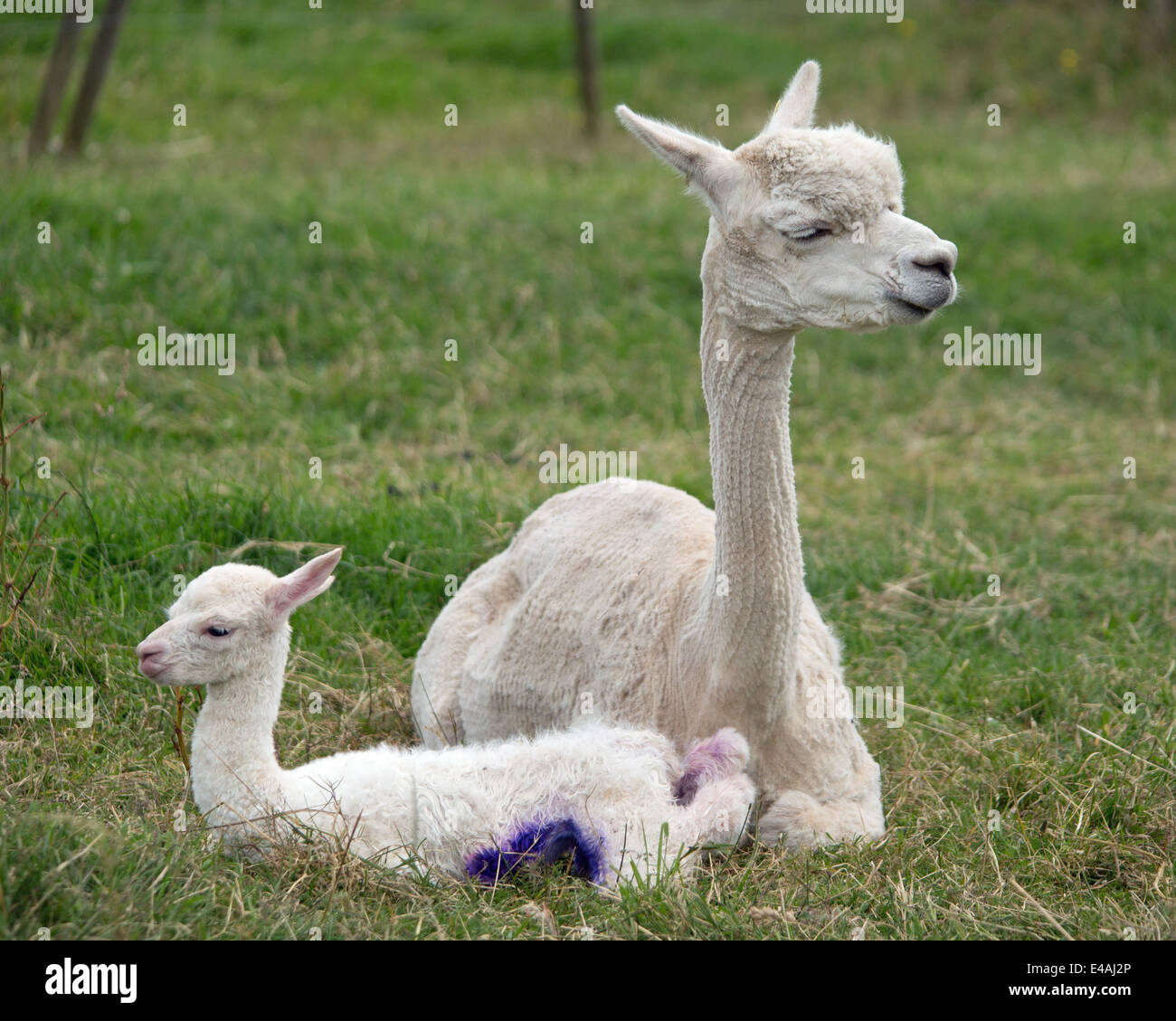 Newborn Alpacas (Crias) enjoying their first hours of life Stock Photo ...