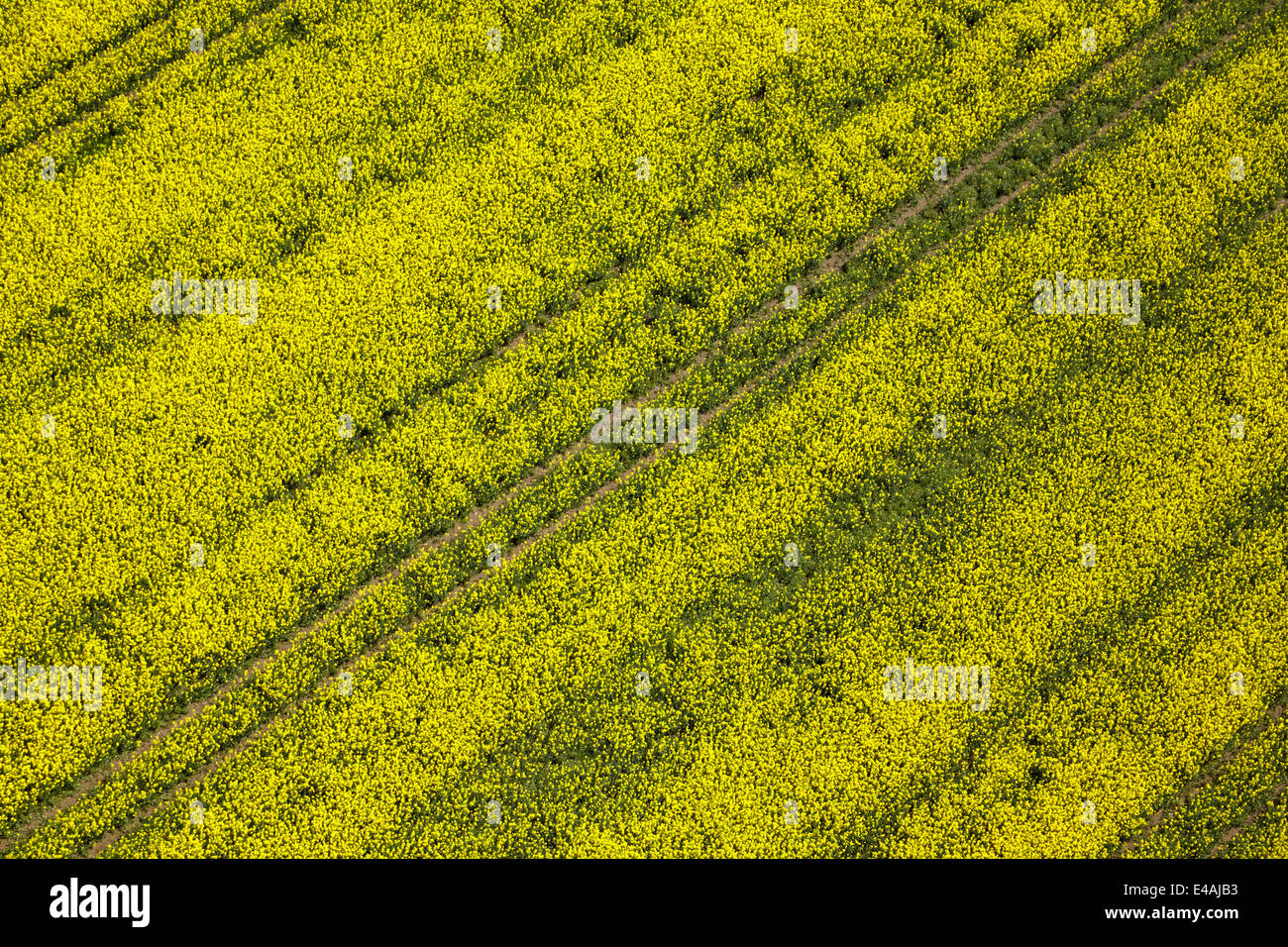 Oil seed rape crop growing in fields aerial Stock Photo - Alamy