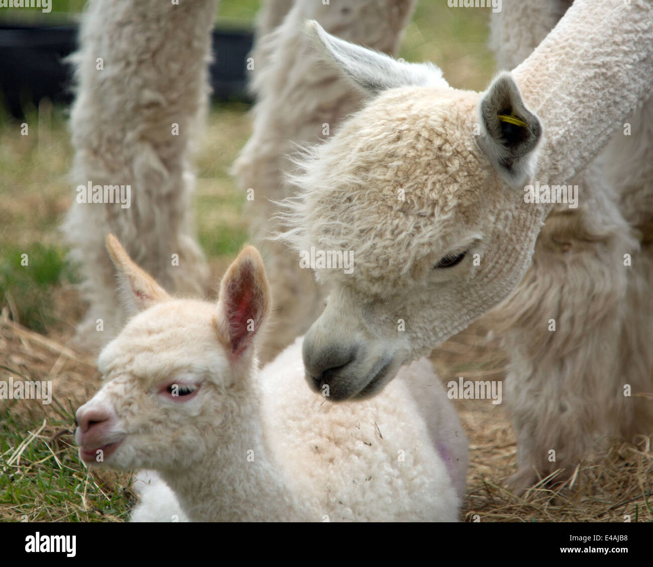 Newborn Alpacas (Crias) enjoying their first hours of life Stock Photo ...