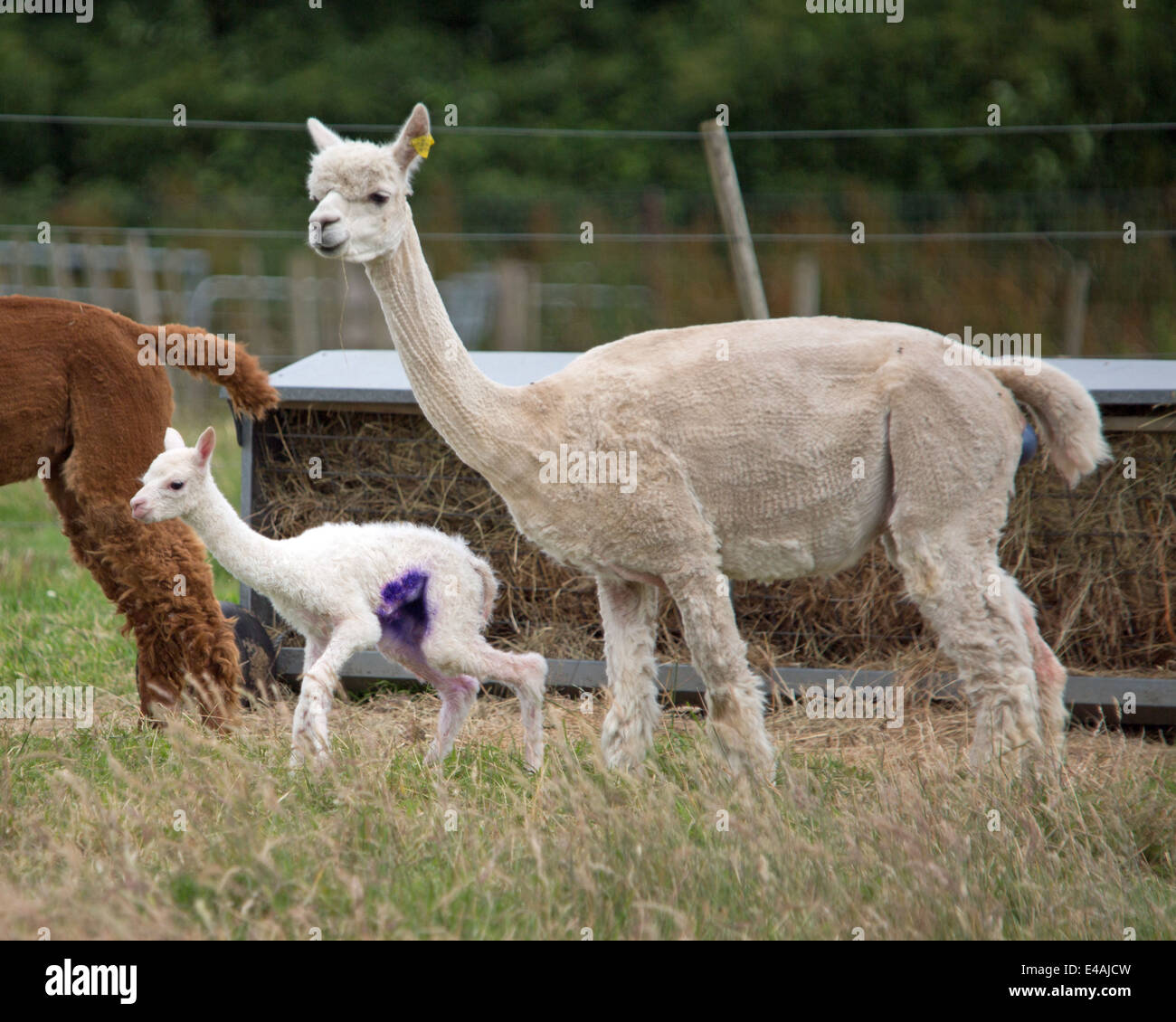 Newborn Alpacas (Crias) enjoying their first hours of life Stock Photo ...