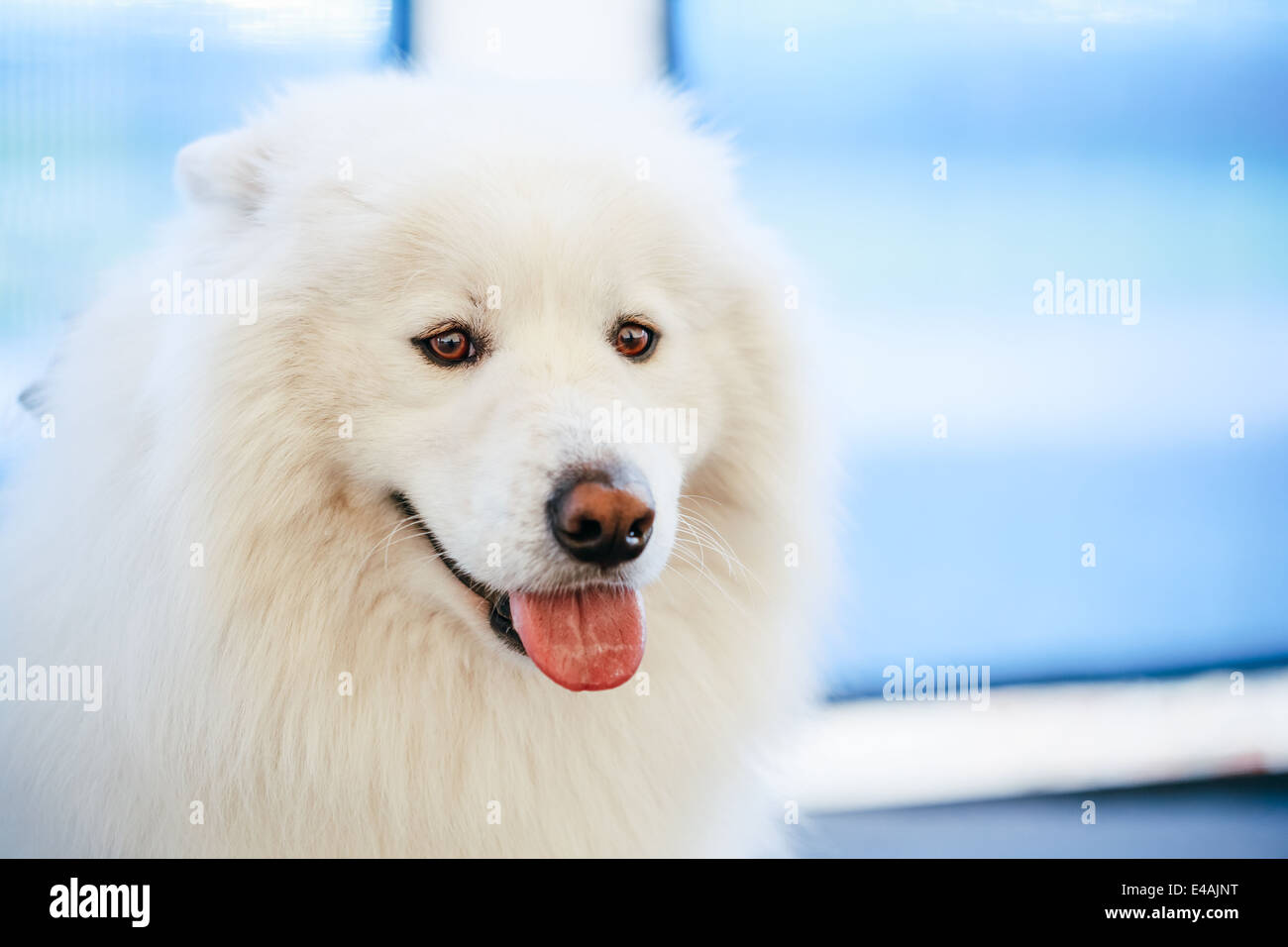 White Samoyed dog close up portrait Stock Photo - Alamy