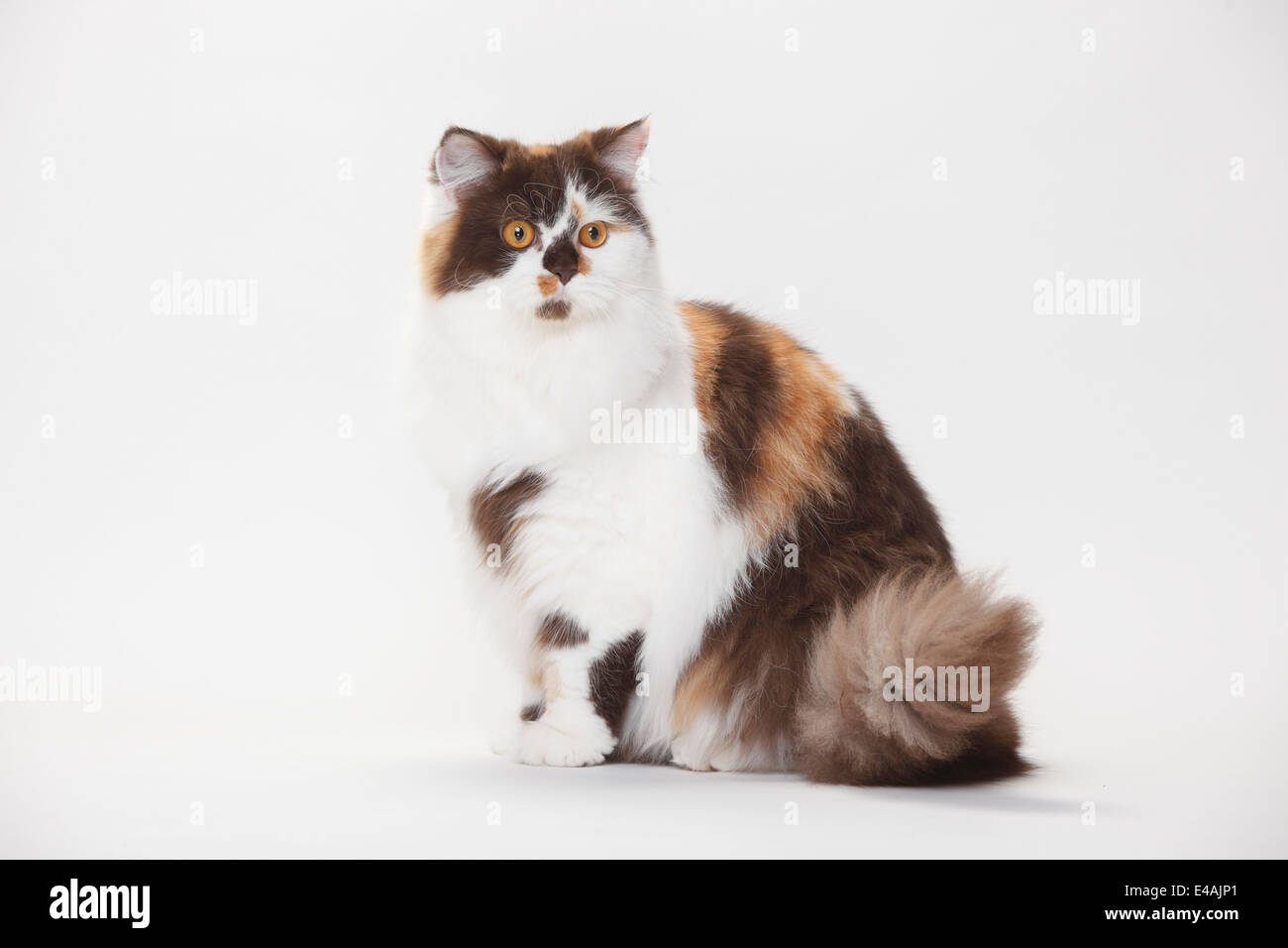 Chocolate Tortoiseshell And White Cat