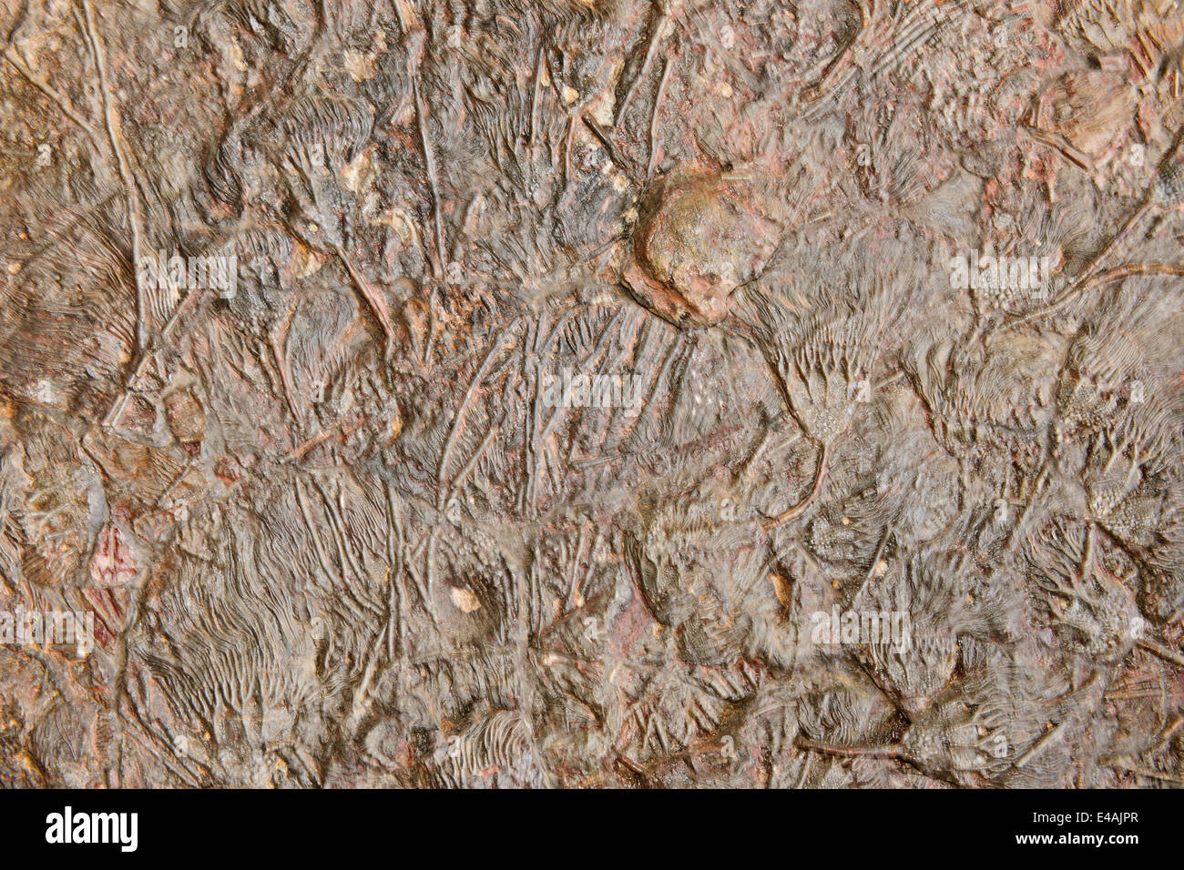 Erfoud Fossil and Trilobites Centre from the Area of Tafiliat ...