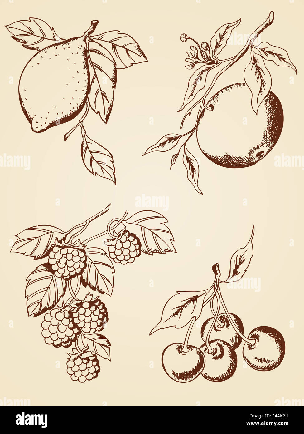 set of hand drawn berries and fruits in retro style Stock Photo - Alamy