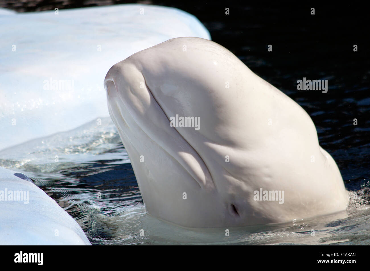A Beluga whale at Sea World in San Diego Stock Photo - Alamy