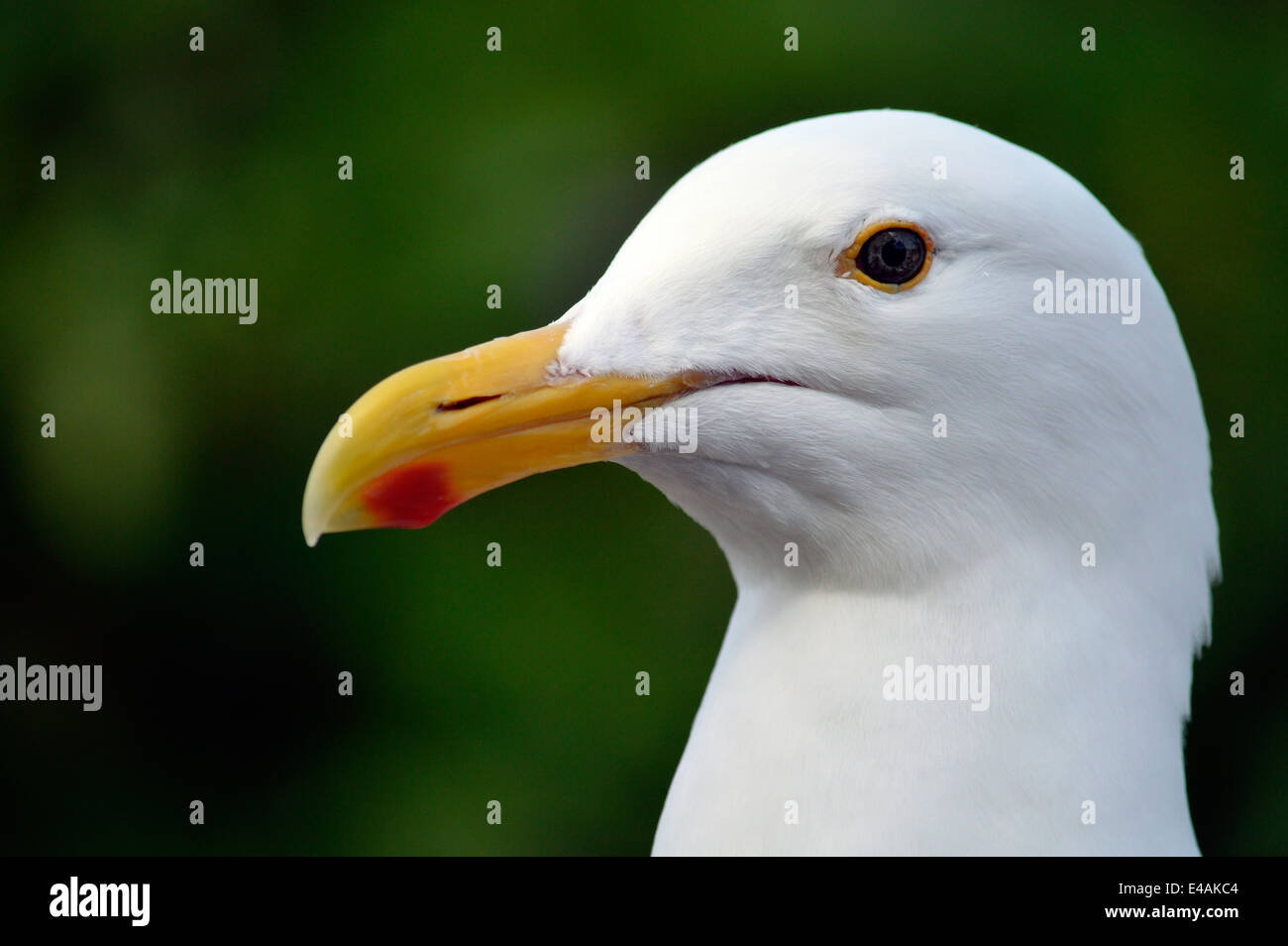 A seabird pictured at Seaworld in San Diego, California Stock Photo - Alamy