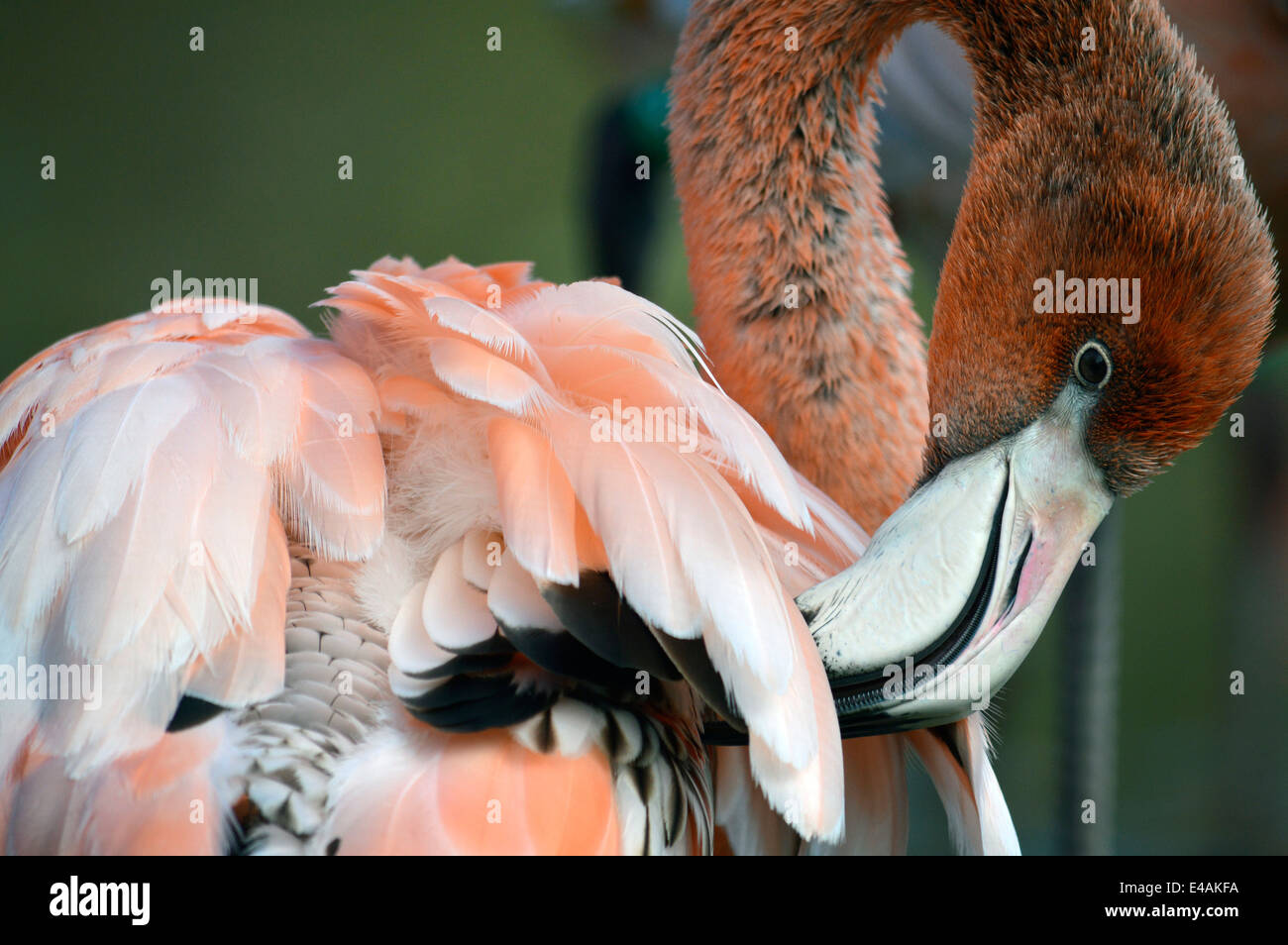 Seaworld flamingo hi-res stock photography and images - Alamy