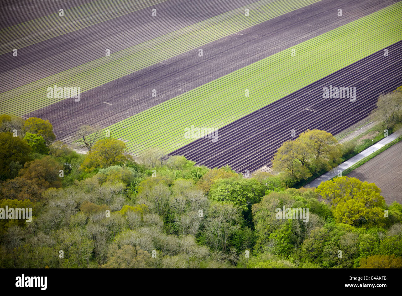 Rural farm strip landscape with woodland in spring Wiltshire Stock ...