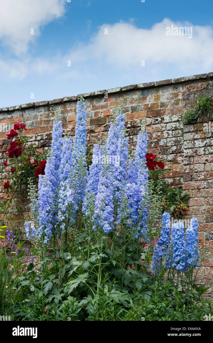 Delphiniums herbaceous border hi-res stock photography and images - Alamy