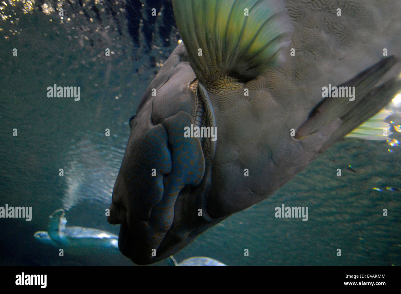 A fish in the aquarium at Seaworld in San Diego Stock Photo - Alamy