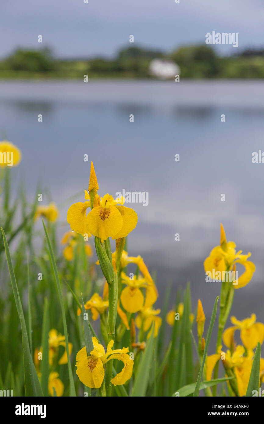 Native yellow Flag (iris pseudacorus) Irises growing on a reservoir ...