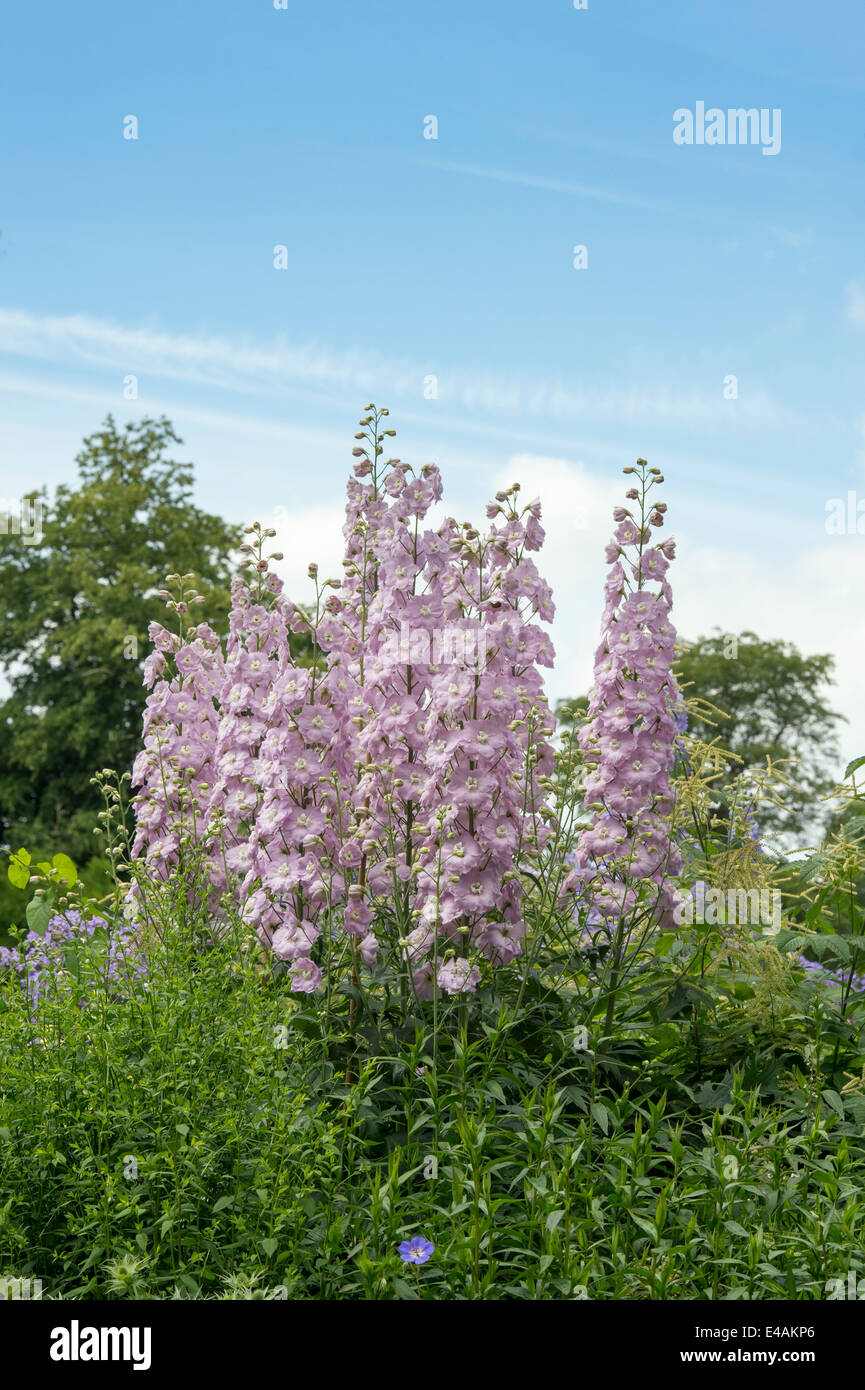 Delphiniums in the herbaceous border at Waterperry gardens, Oxfordshire ...