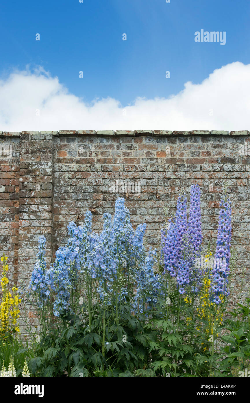 Delphiniums herbaceous border hi-res stock photography and images - Alamy