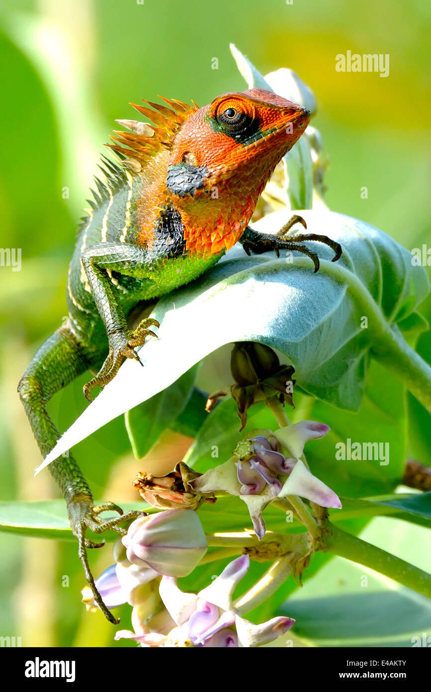 LARGE-SCALED FOREST LIZARD Stock Photo - Alamy