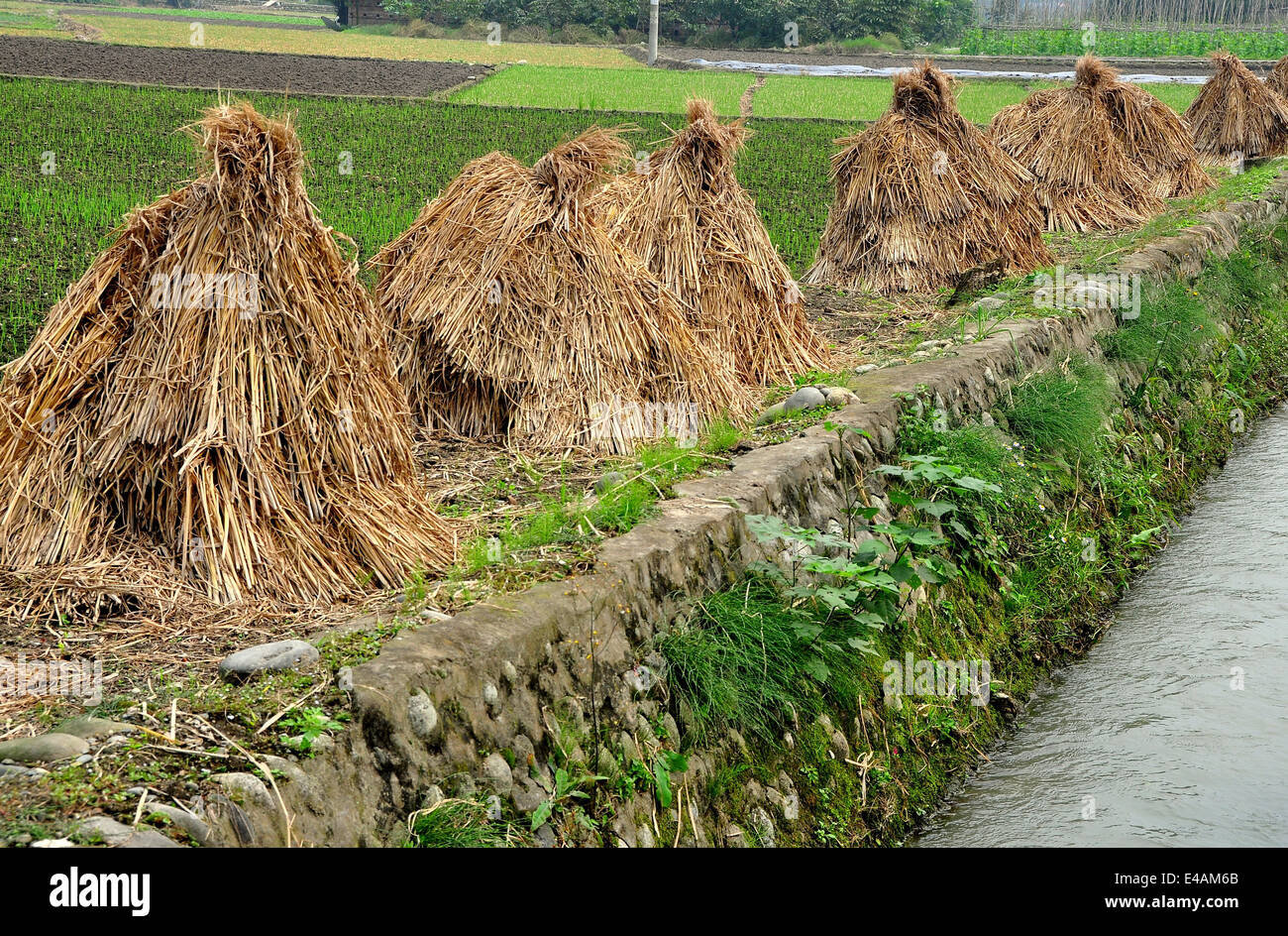 Rice stacks hi-res stock photography and images - Alamy