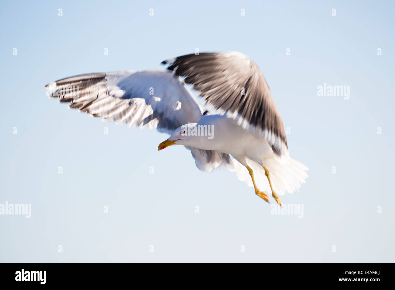 Seagull in flight Stock Photo - Alamy