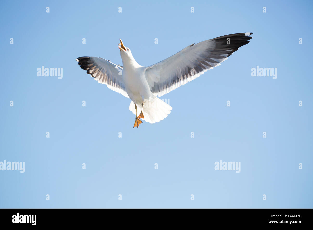 Seagull in flight Stock Photo - Alamy