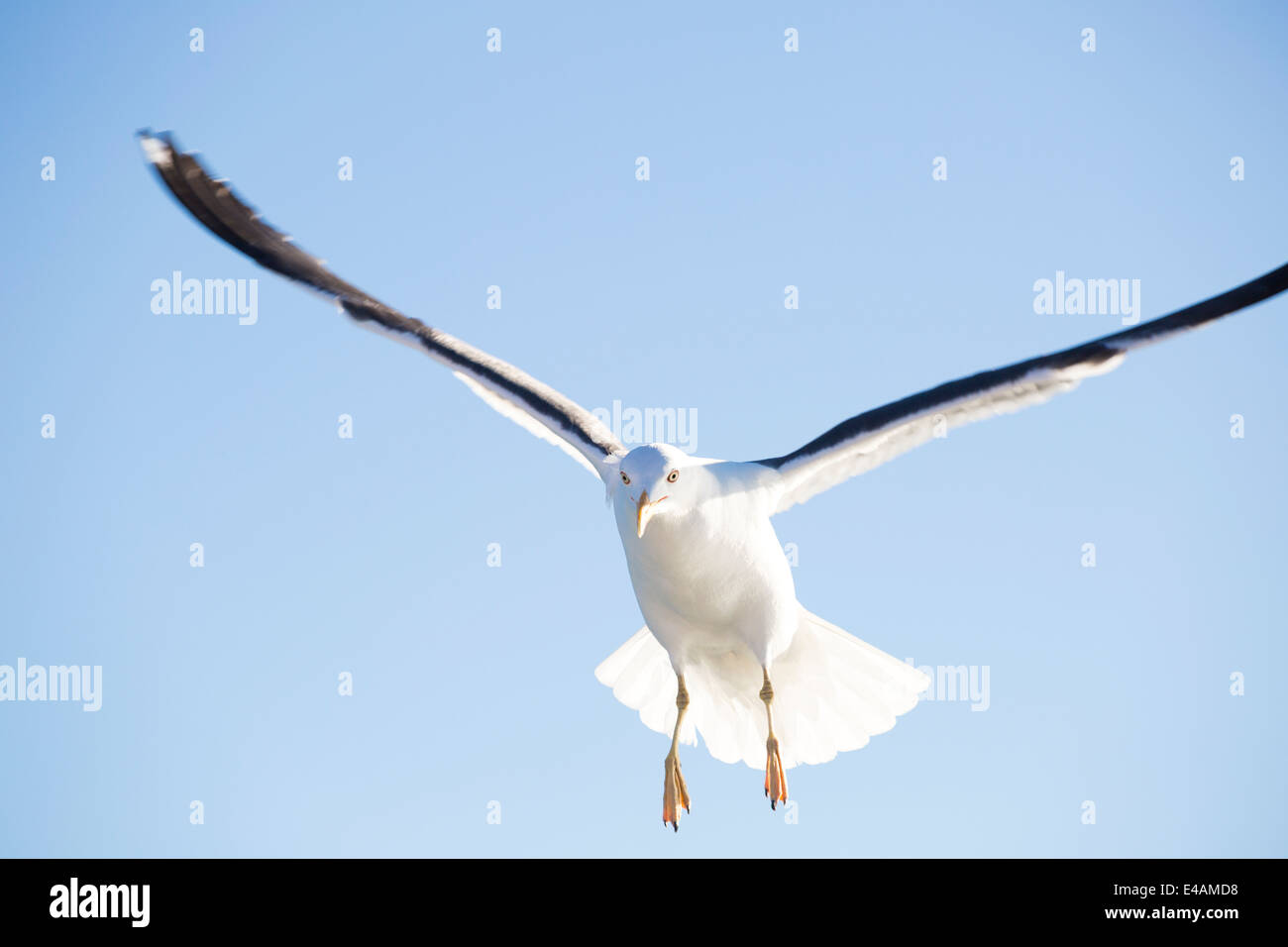 Seagull in flight Stock Photo - Alamy