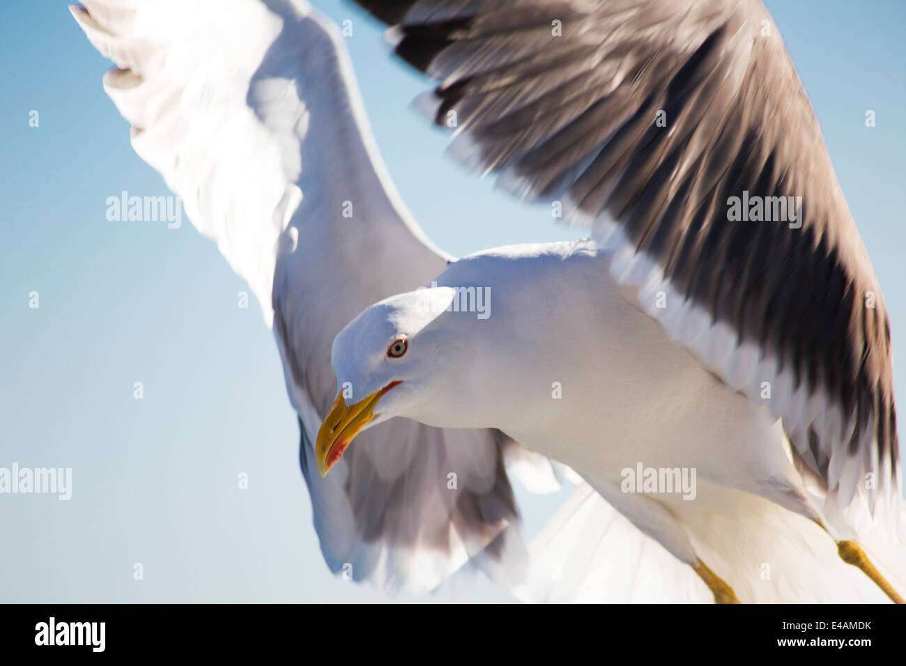 Seagull in flight Stock Photo - Alamy