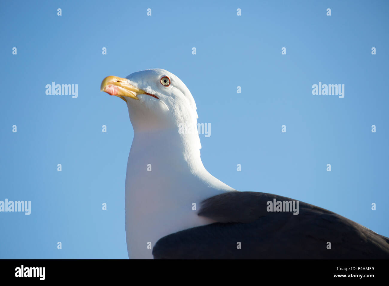 Seagull portrait hi-res stock photography and images - Alamy