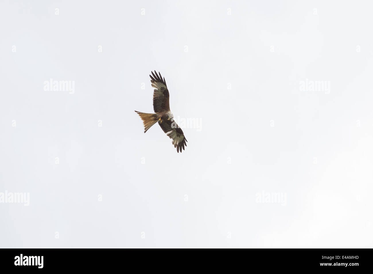 Bird prey claws hi-res stock photography and images - Alamy
