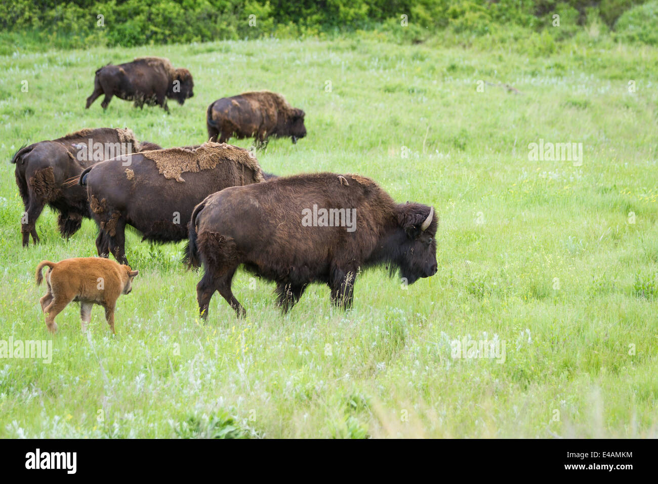wild american buffalo family in the grasslands of South Dakota Stock ...